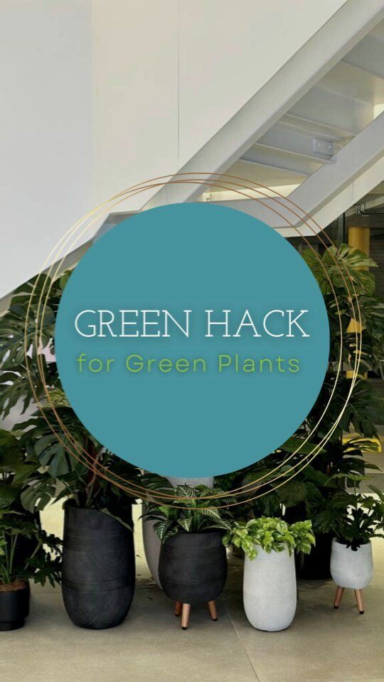 Plants On Hire – Green Earth